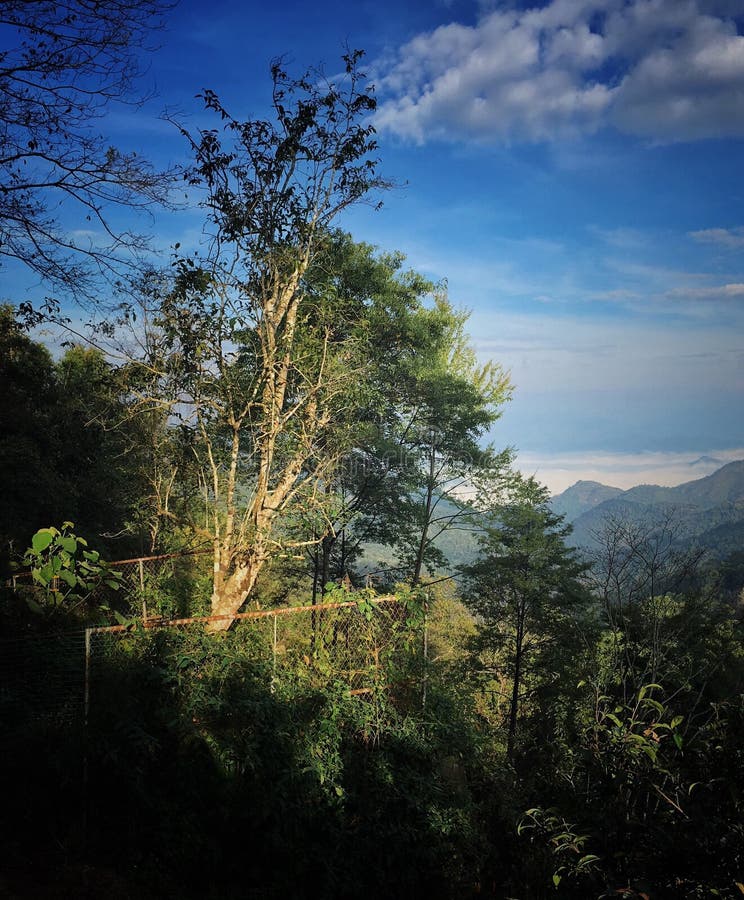 800-years-old Tea Tree in XISHUANGBANNA of China Stock Photo - Image of ...