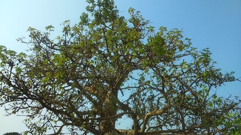 Kalpavriksha Stock Photos - Free & Royalty-Free Stock Photos from ...