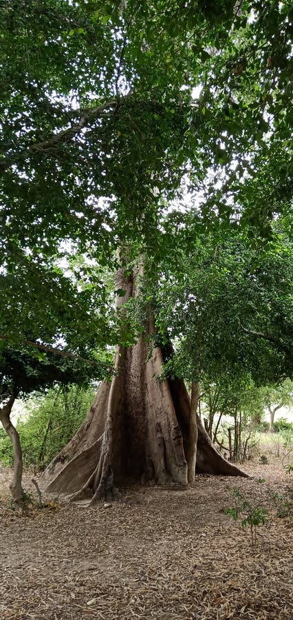 100years Old Tree Looks Horrible Stock Photo - Image of horrible, looks ...