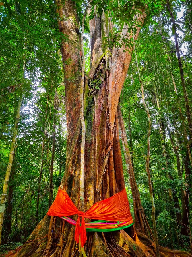 278 500 Years Old Tree Stock Photos - Free & Royalty-Free Stock Photos ...