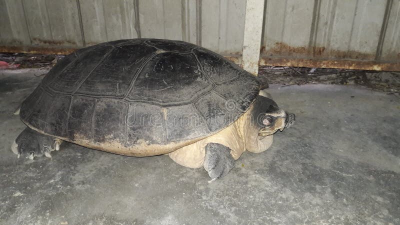 Old turtle stock photo. Image of colors, wildlife, europe - 218748