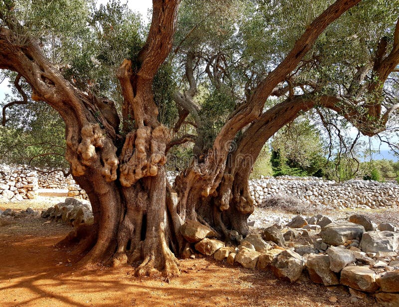 2000 Years Olive Tree in Lun Garden Stock Image - Image of wild, island ...