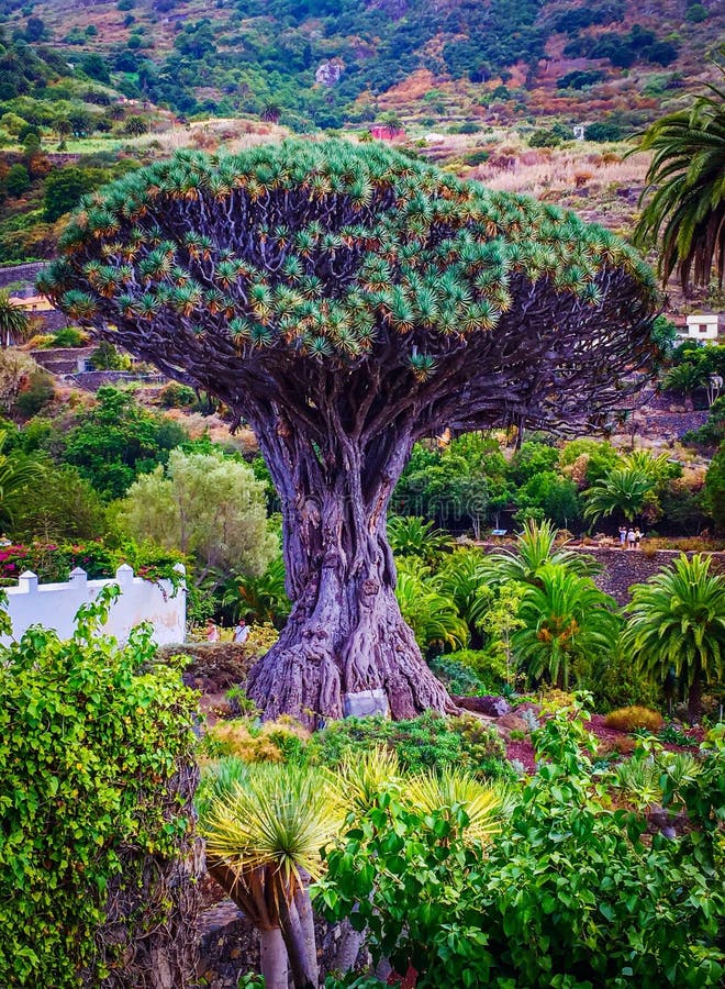 1000 Years Old Linden Tree in Summer with Green Leaves Stock Image ...