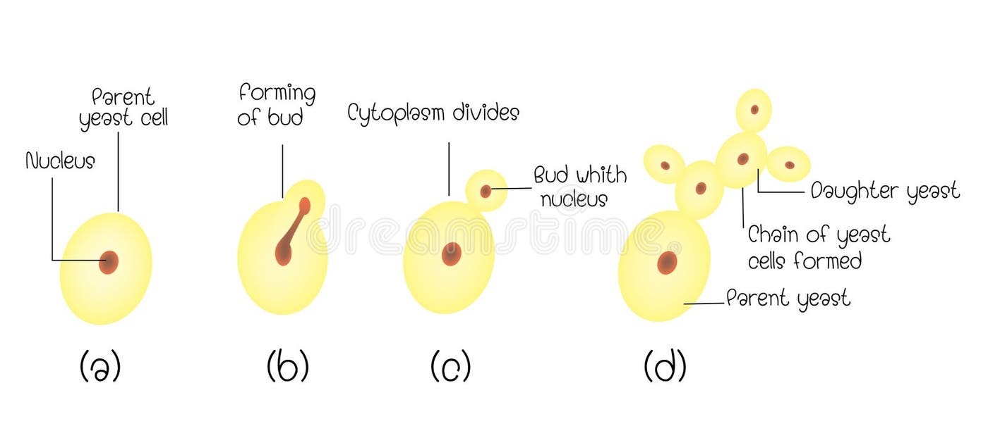 Yeast Organism Stock Illustrations – 405 Yeast Organism Stock ...