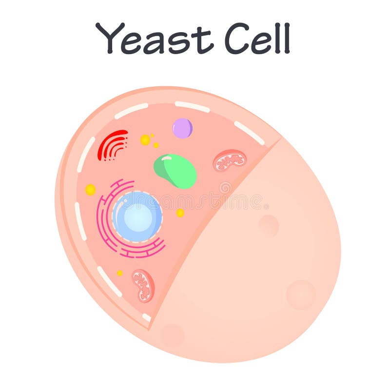 Yeast Cell Structure