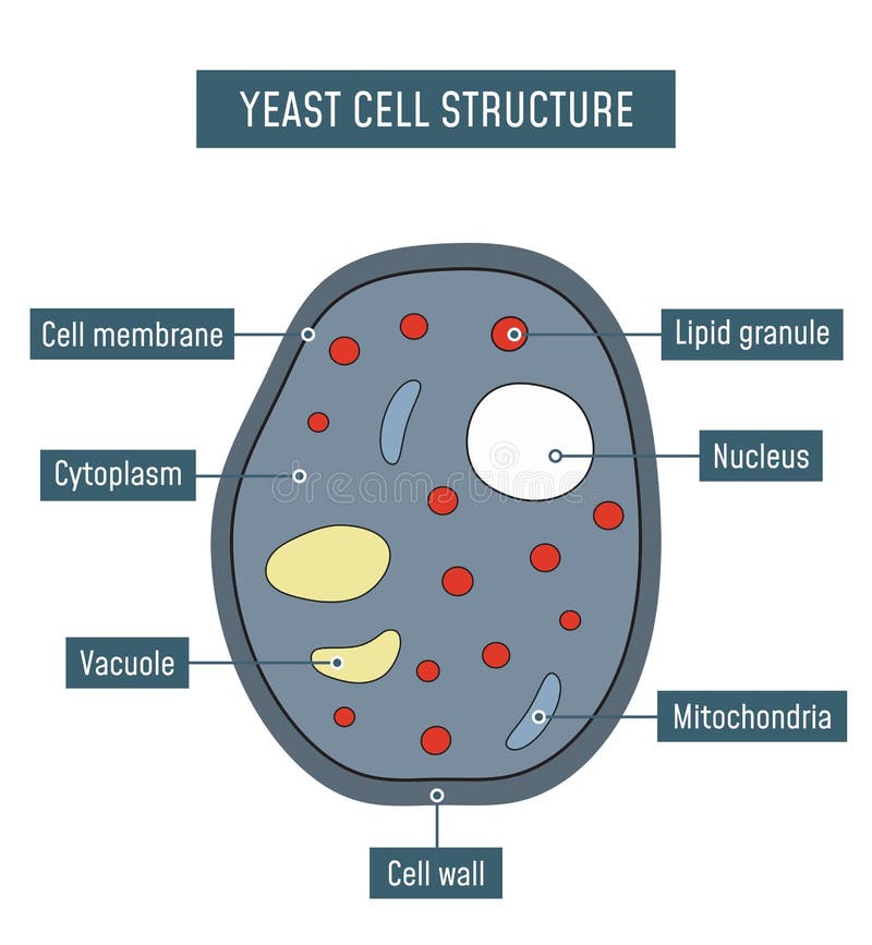 Yeast Cell Stock Illustrations 430 Yeast Cell Stock Illustrations Vectors And Clipart Dreamstime