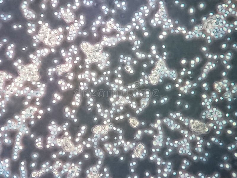 Saccharomyces Cerevisiae Yeast Budding Cell Under Microscope Stock ...