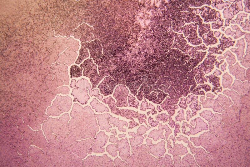 Yeast Microscope Bread 341 Bread Yeast Microscope Stock Photos Free