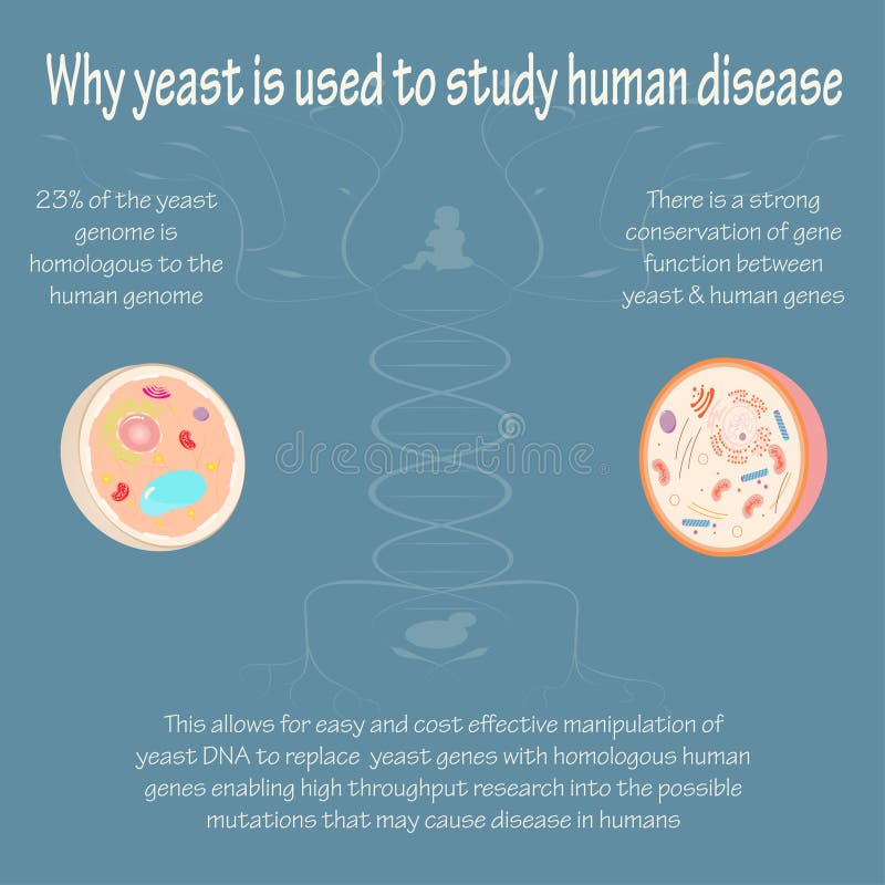 Yeast model organism stock vector. Illustration of presentation - 249217589