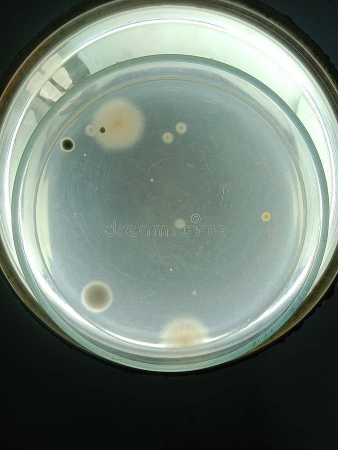 Yeast and molds stock image. Image of green, blue, dishware - 270106557