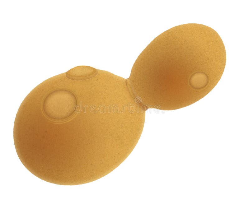 Yeast cell illustration stock illustration. Illustration of vacuole ...