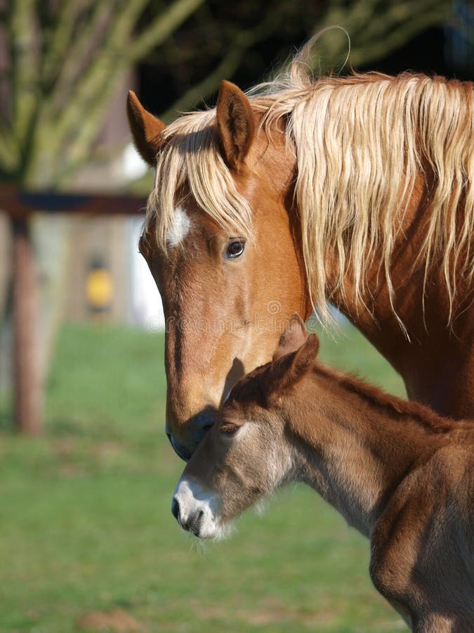 Yegua y potro foto de archivo. Imagen de melena, pasto - 29055048