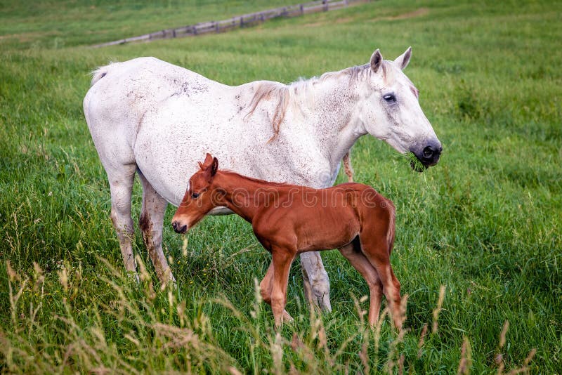 Caballos De La Madre Con Los Potros Imagen de archivo - Imagen de ...