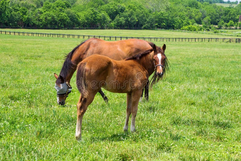 Yegua Y Potro Excelentes Del Caballo Imagen de archivo - Imagen de ...