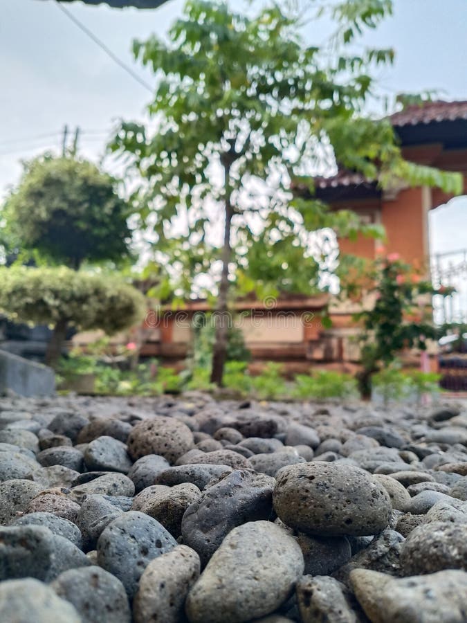 Sumbul Tree Stock Photos - Free & Royalty-Free Stock Photos from Dreamstime