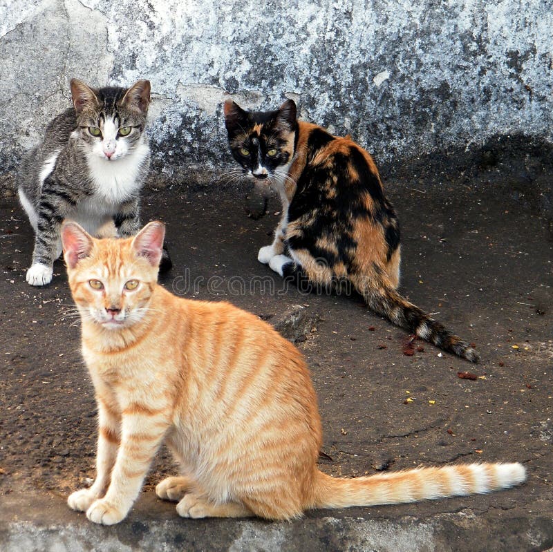 Or Yehuda cats 2010 stock photo. Image of kitty, adorable - 93450304