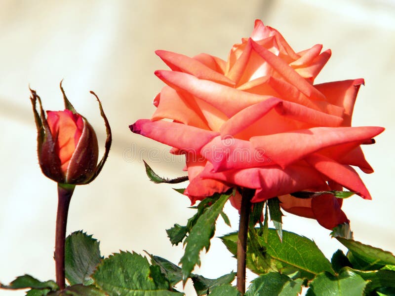 1,194 Israel Rose Photos - Free & Royalty-Free Stock Photos from Dreamstime