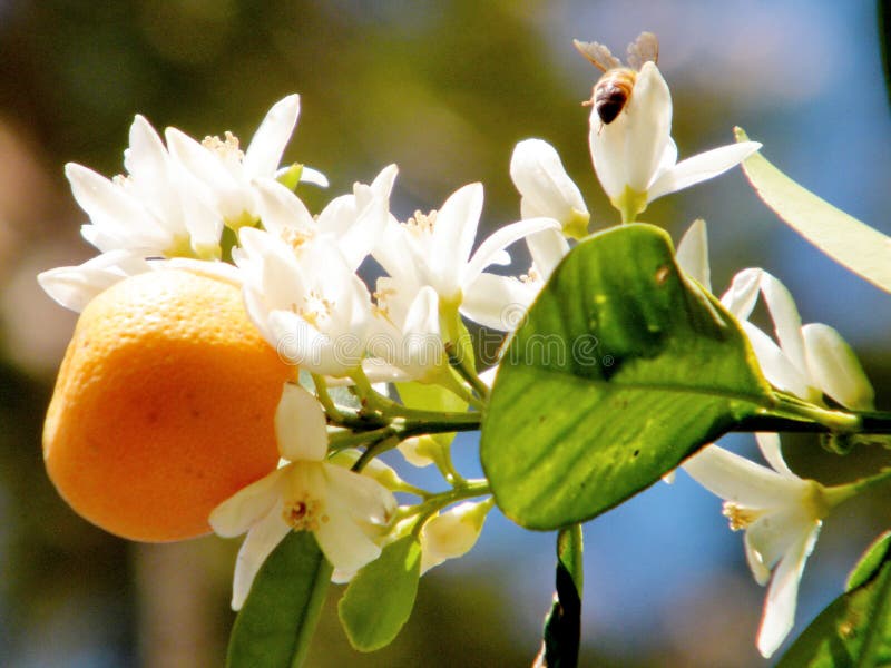 Or Yehuda Tangerine Fruit and Flower 2011 Stock Photo - Image of green ...