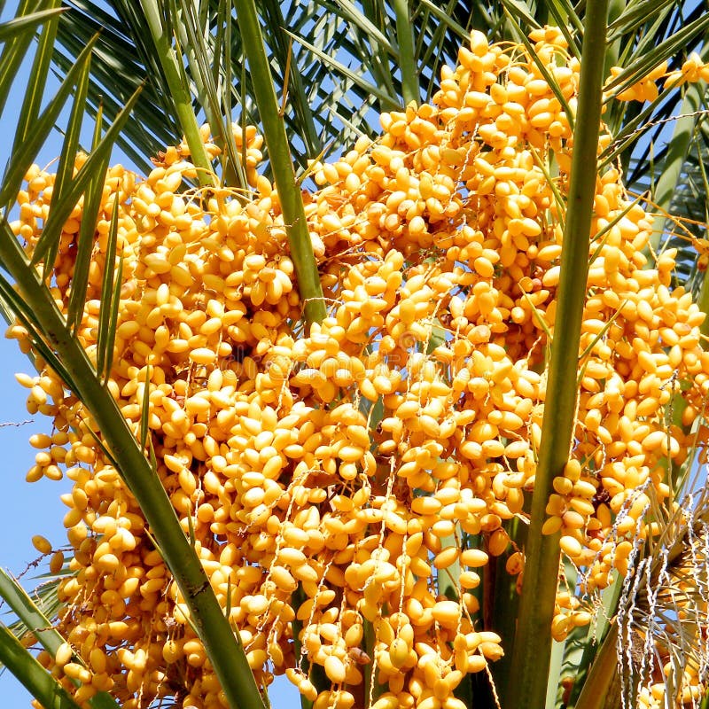 Or Yehuda Yellow Date Palm 2010 Stock Photo - Image of food, close ...
