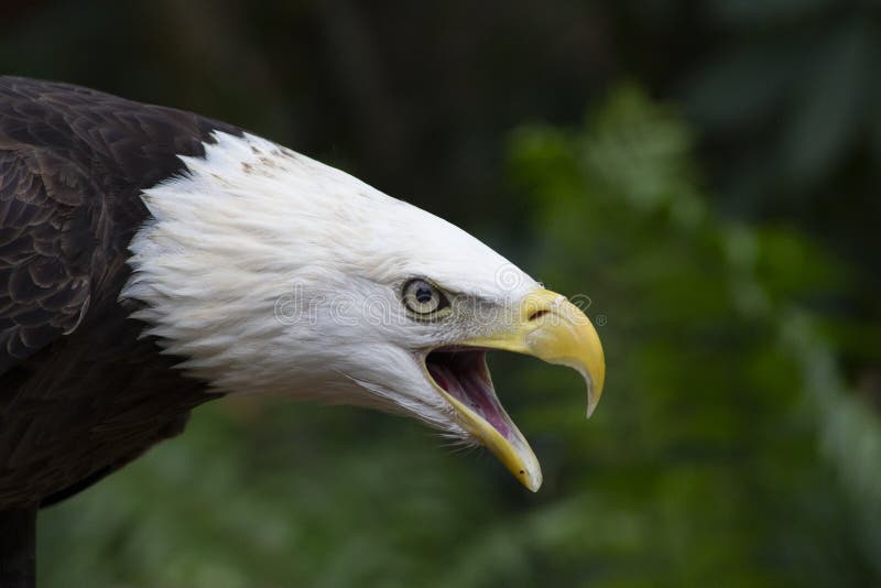 Yelling bald eagle stock photo. Image of hunter, close - 178072388