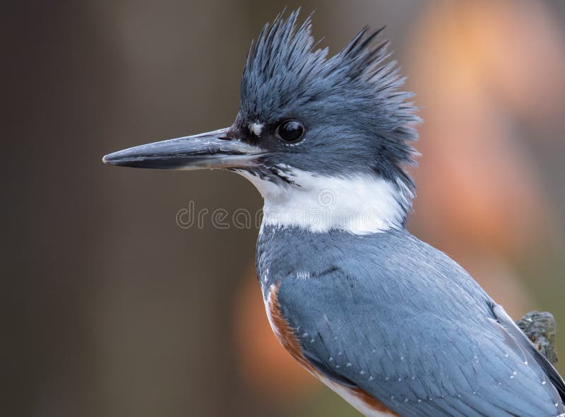 KIngfisher Perch on Branch stock photo. Image of branch - 124904876