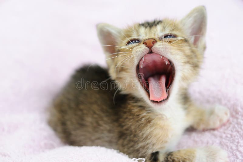 Yelling kitty stock image. Image of small, animal, lovable - 10560799