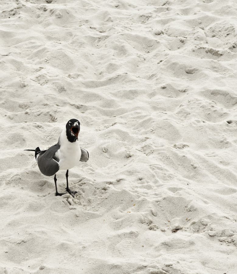 Yelling seagull stock photo. Image of aggressive, seagull - 16247698