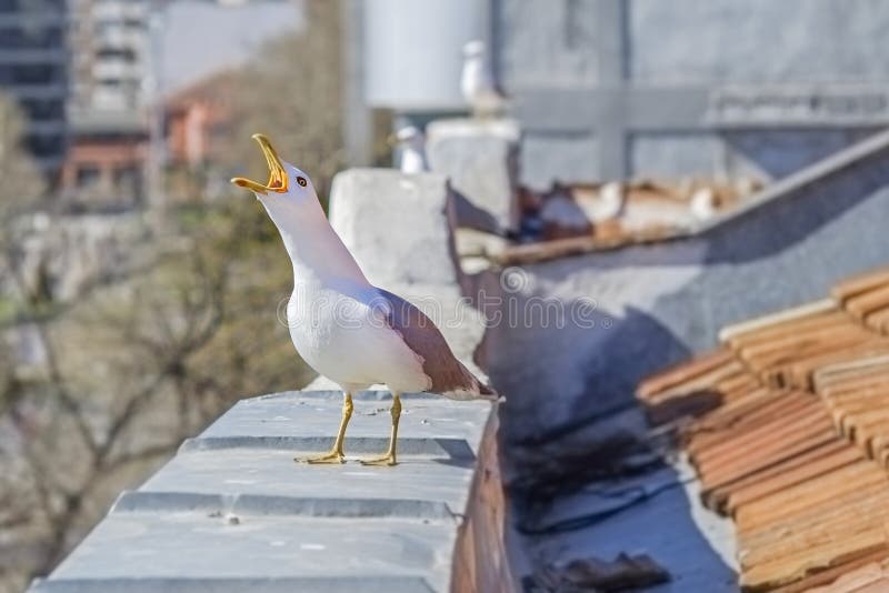 Yelling seagull stock photo. Image of aggressive, seagull - 16247698