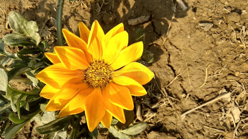 Yello Flower Arrowleaf Blasamroot Stock Photo - Image of yello, beauty ...
