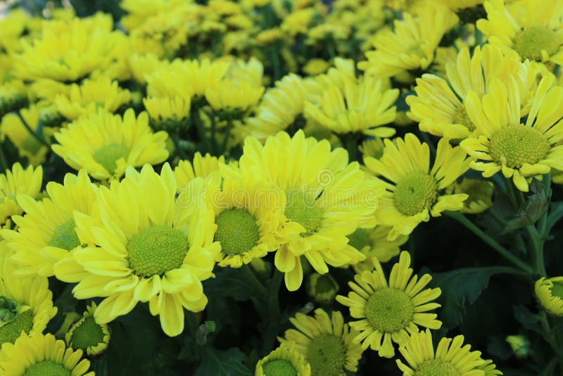 Yello flower stock photo. Image of natural, animals - 144384228