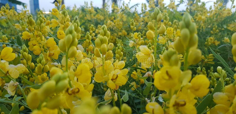 Yello flower garden stock photo. Image of beautiful - 146363402