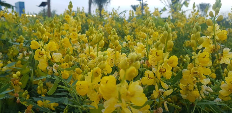 Yello flower garden stock image. Image of garden, dubai - 146363411