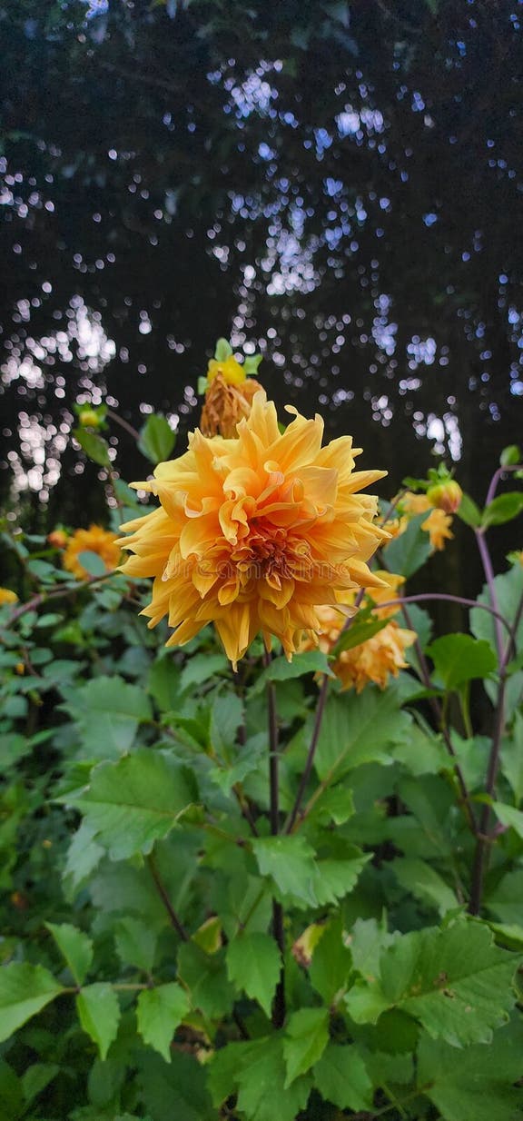 The Yello Flower Growing Tall Stock Image - Image of tall, growing ...