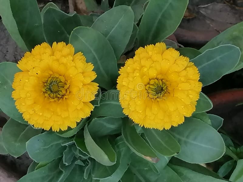 1,438 Yello Flower Stock Photos - Free & Royalty-Free Stock Photos from ...