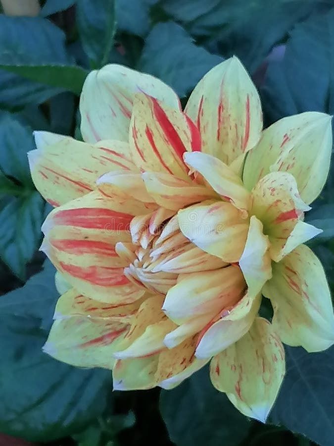 Yello flower stock photo. Image of natural, animals - 144384228