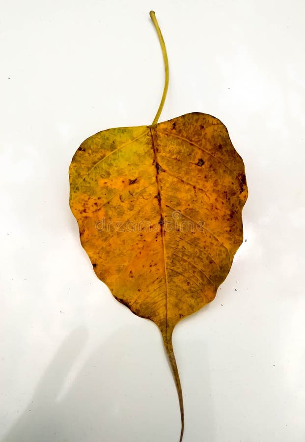 Yello Leaf of Siritual Boo Tree Stock Image - Image of color, rain ...