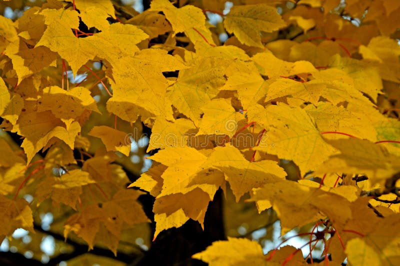 Yellow maple leaves stock image. Image of fall, acer - 34940429
