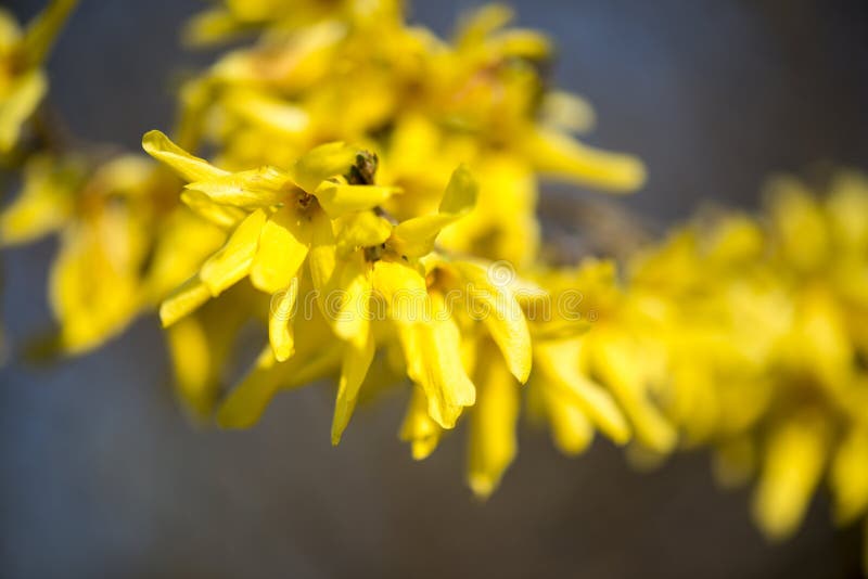 Single Yellow Spring Flower in Bright Sunlight. Stock Image - Image of ...