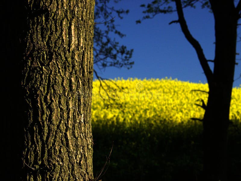 Yellow stock image. Image of green, shape, landscapes, detail - 827503