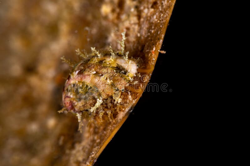 Yellow abalone stock image. Image of cultivation, texture - 193005131