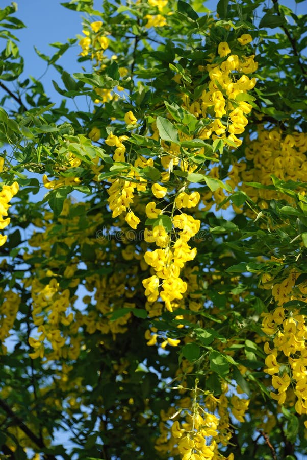Yellow Acacia Flower on a Tree Against the Background of Green Cherry ...