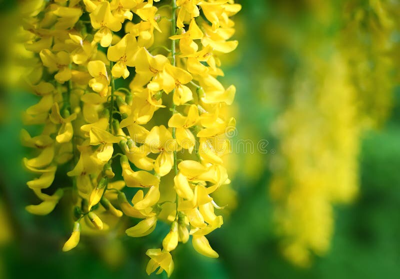 Yellow Acacia Flower on a Tree Against a Background of Green Leaves in ...