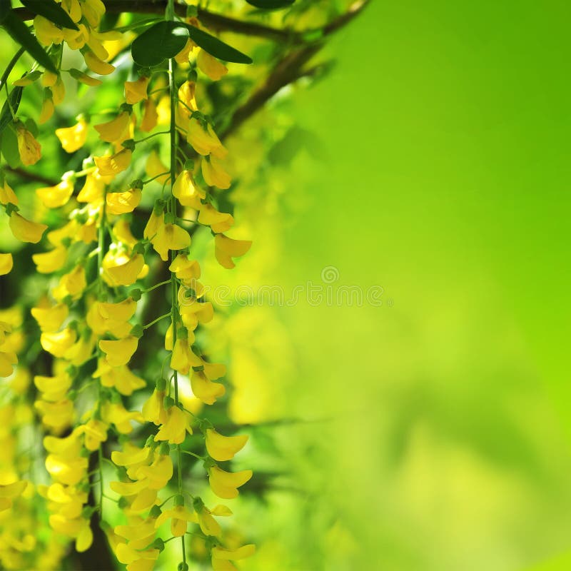 Yellow Acacia Flower on a Tree Against the Background of Green Cherry ...