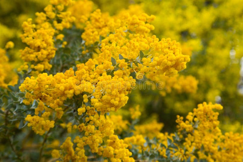 Yellow Acacia Howittii Stock Photo - Image: 71961794