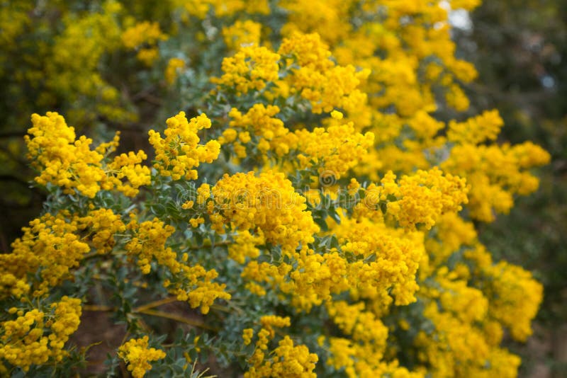 Yellow acacia howittii stock photo. Image of botany, bush - 76608686