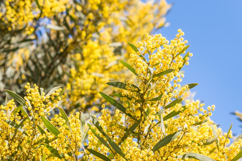 Yellow Acacia Tree Flowers in Bloom Against Blue Sky Background with ...