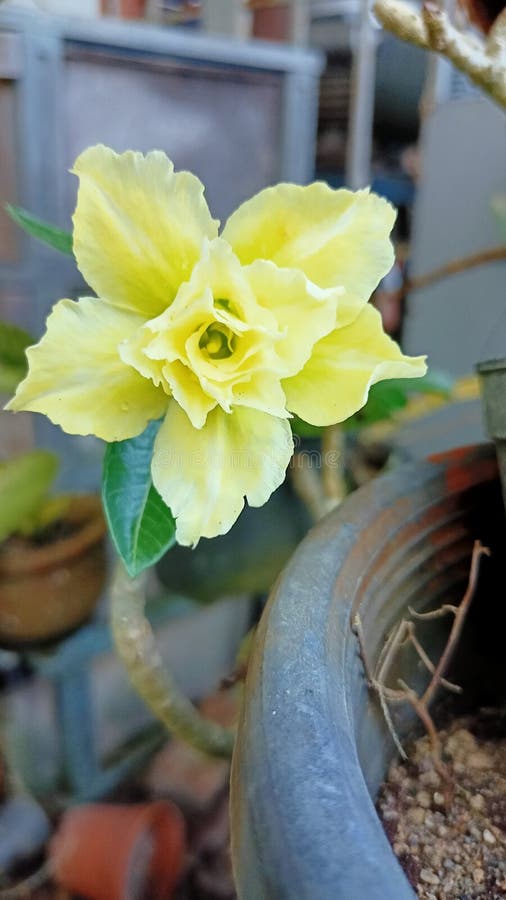 Yellow Adenium Flower in Bloom Macro Stock Photo - Image of adenium ...
