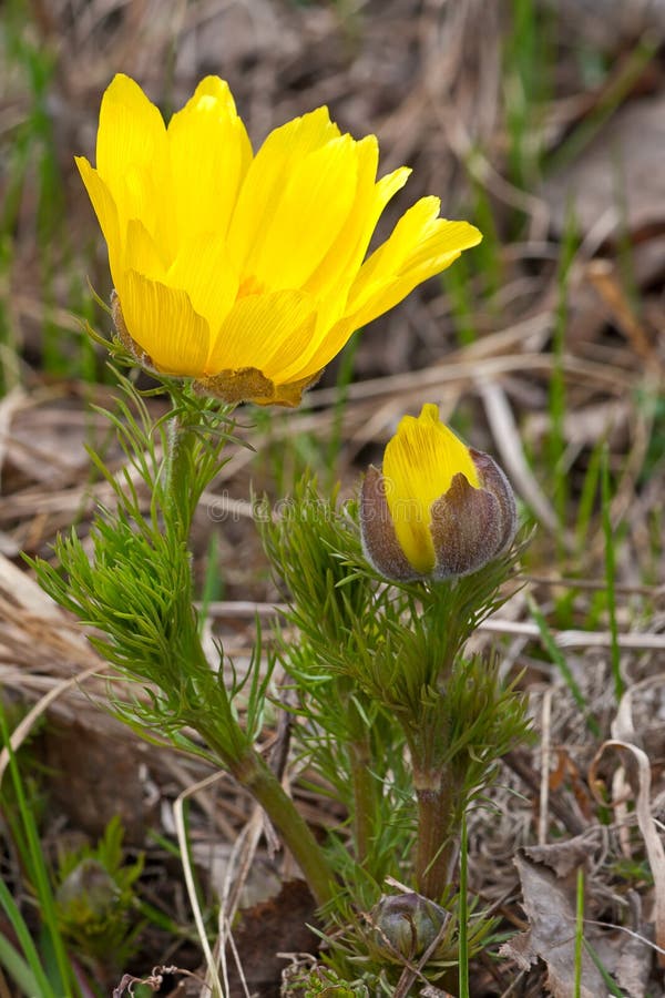Yellow Adonis stock image. Image of botany, nature, flora - 29005825