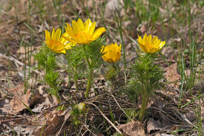 Yellow Adonis stock photo. Image of city, green, side - 93018084