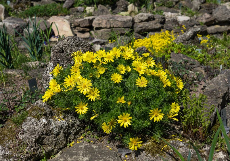 Yellow Adonis on an Alpine Hill Stock Image - Image of adonis ...